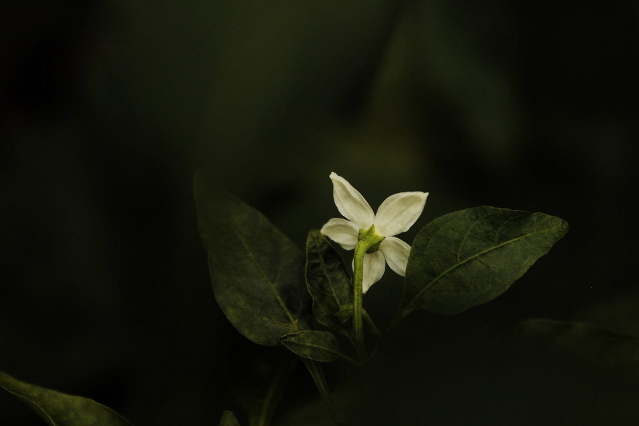 100,000+ Free Natural White Flower & Nature Images - Pixabay