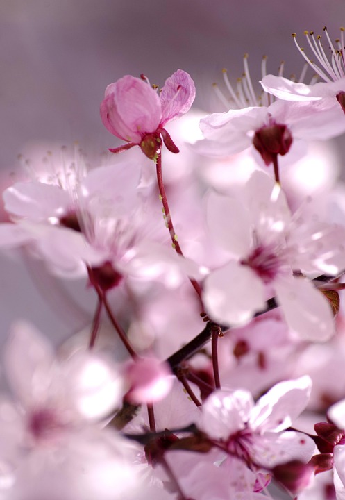Cherry Blossoms Boom Roze De - Gratis foto op Pixabay - Pixabay