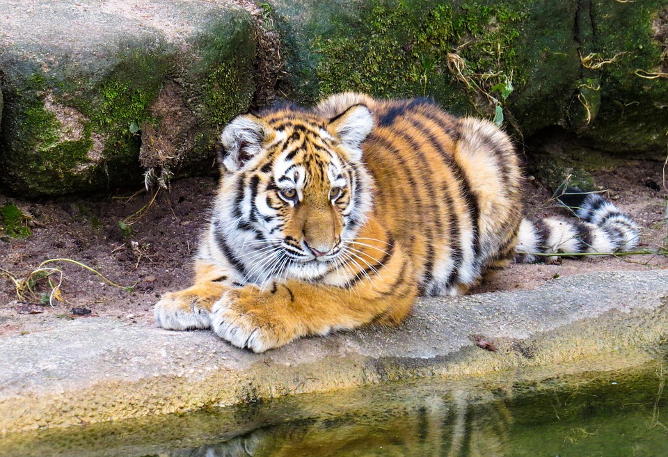 Wildlife Tiger Cub Young - Free photo on Pixabay