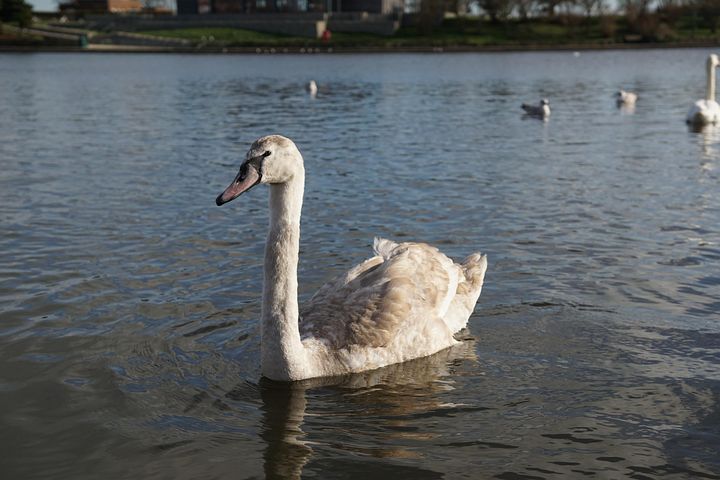 100+ Free Swan Baby & Swan Photos - Pixabay