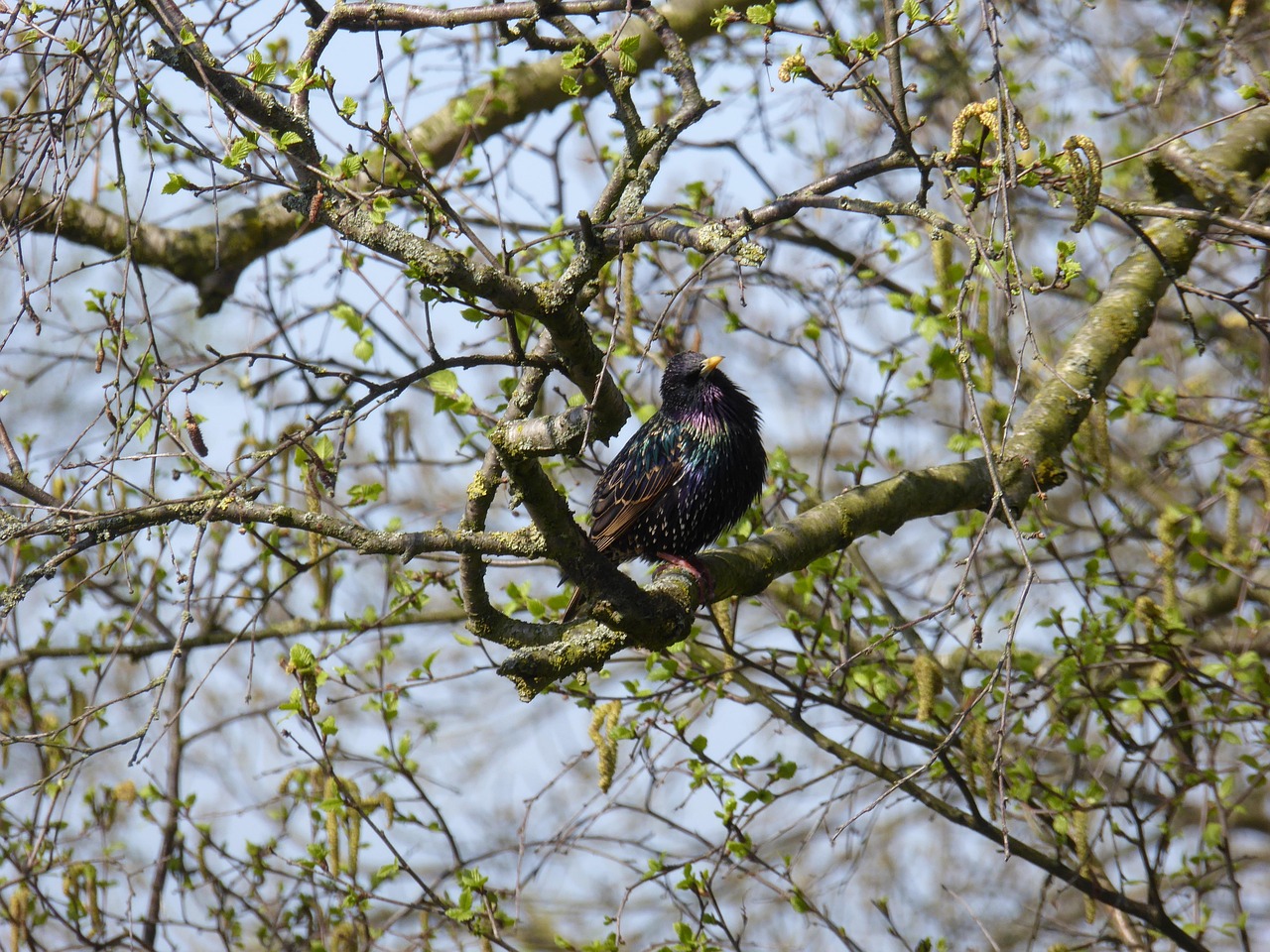 Common Starling Bird Animal - Free photo on Pixabay - Pixabay