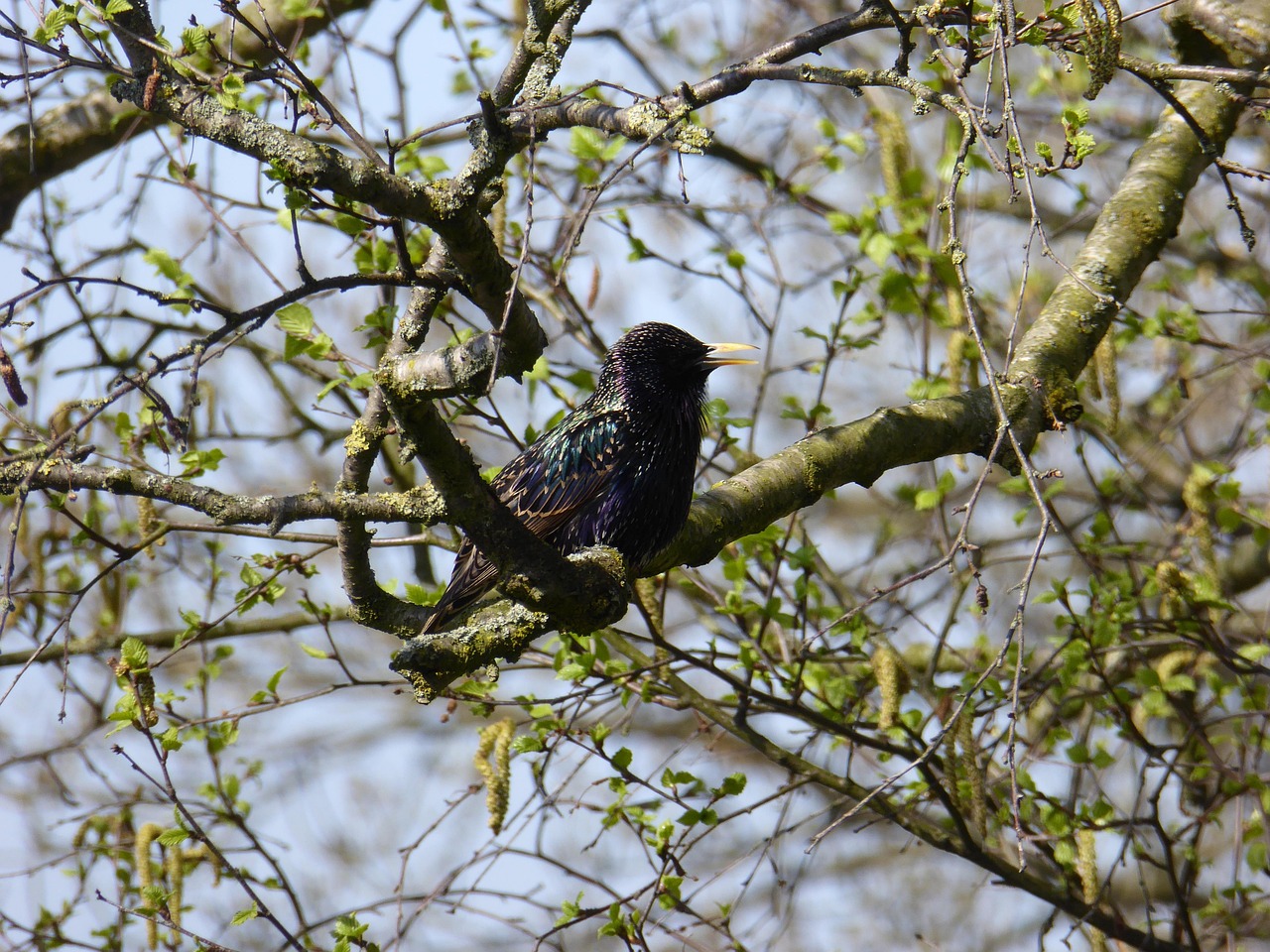 Common Starling Bird Animal - Free photo on Pixabay - Pixabay