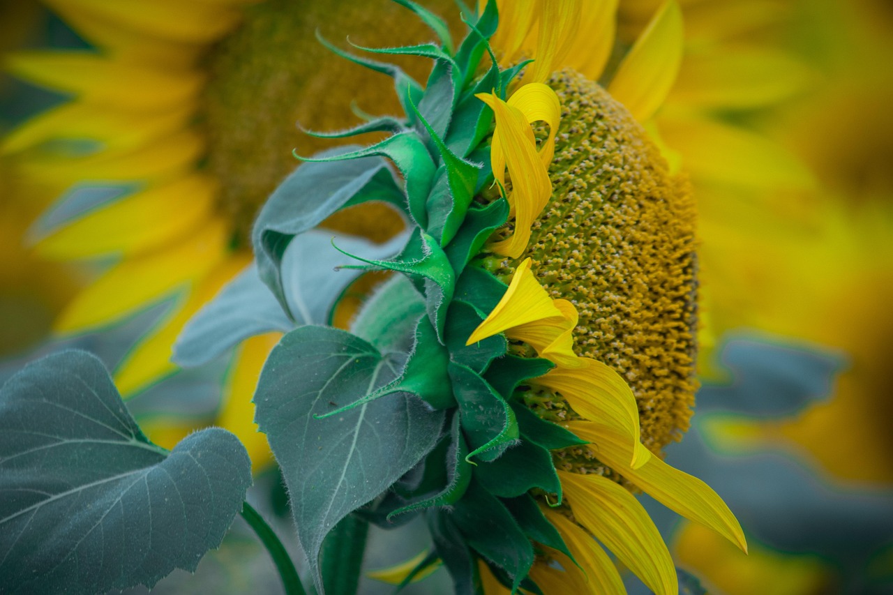 10,000+ Free Single Sunflower & Nature Images - Pixabay