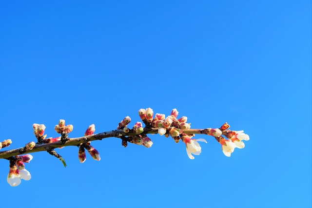 Flower Branch Nature - Free photo on Pixabay - Pixabay