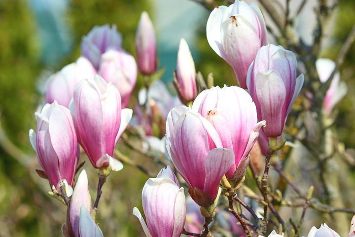 1,000+ Free Magnolia Flower & Magnolia Images - Pixabay
