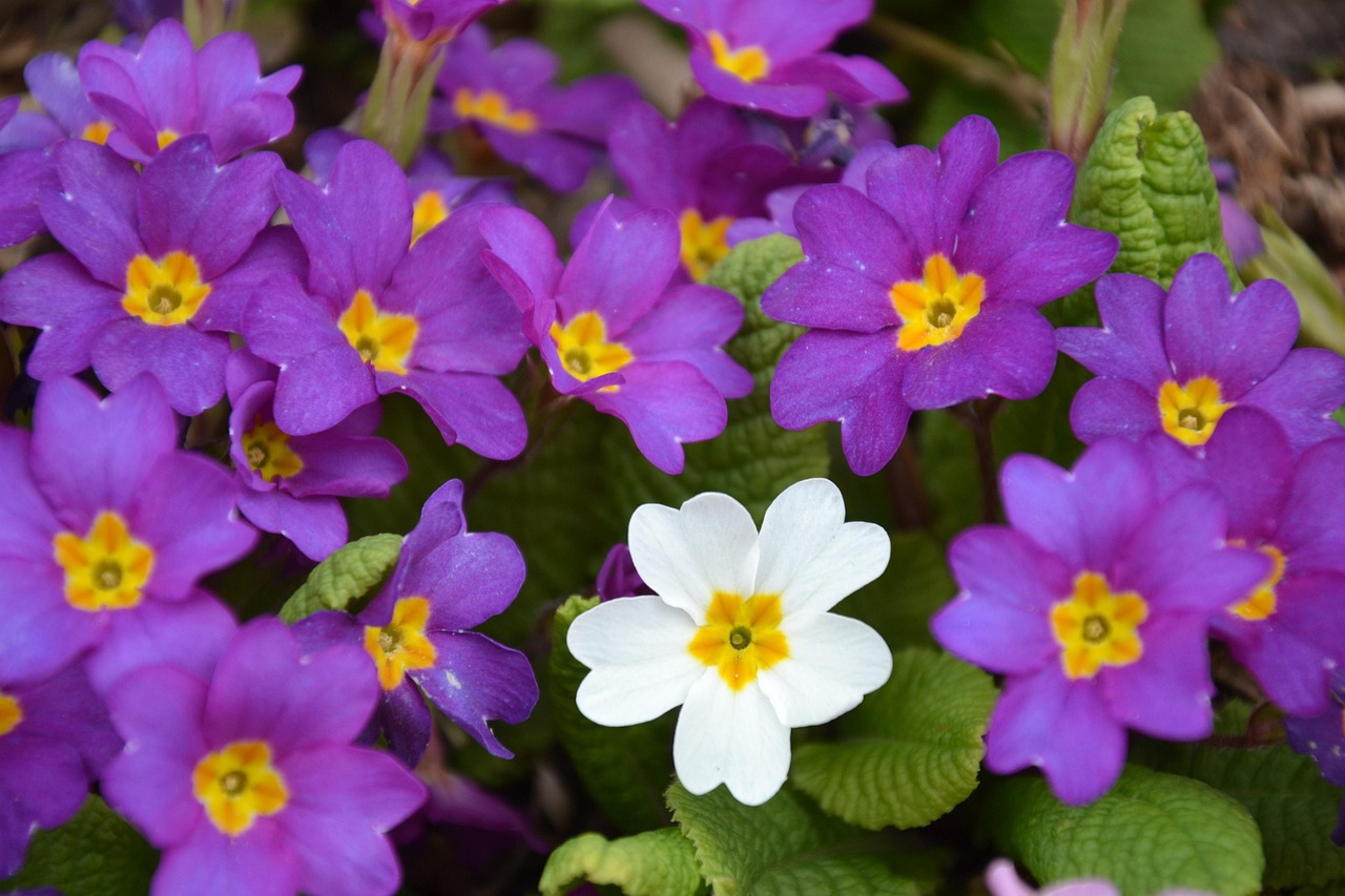 Flower Spring Primroses - Free photo on Pixabay - Pixabay