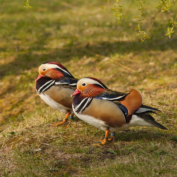 Mandarin Duck Bird - Free photo on Pixabay - Pixabay