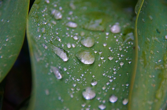 Waterdrop Water Leaves - Free photo on Pixabay - Pixabay