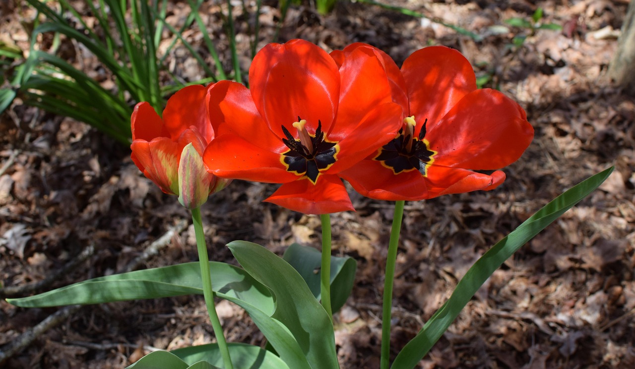 Mais de 80 imagens grátis de Parrot Tulip e Flor - Pixabay