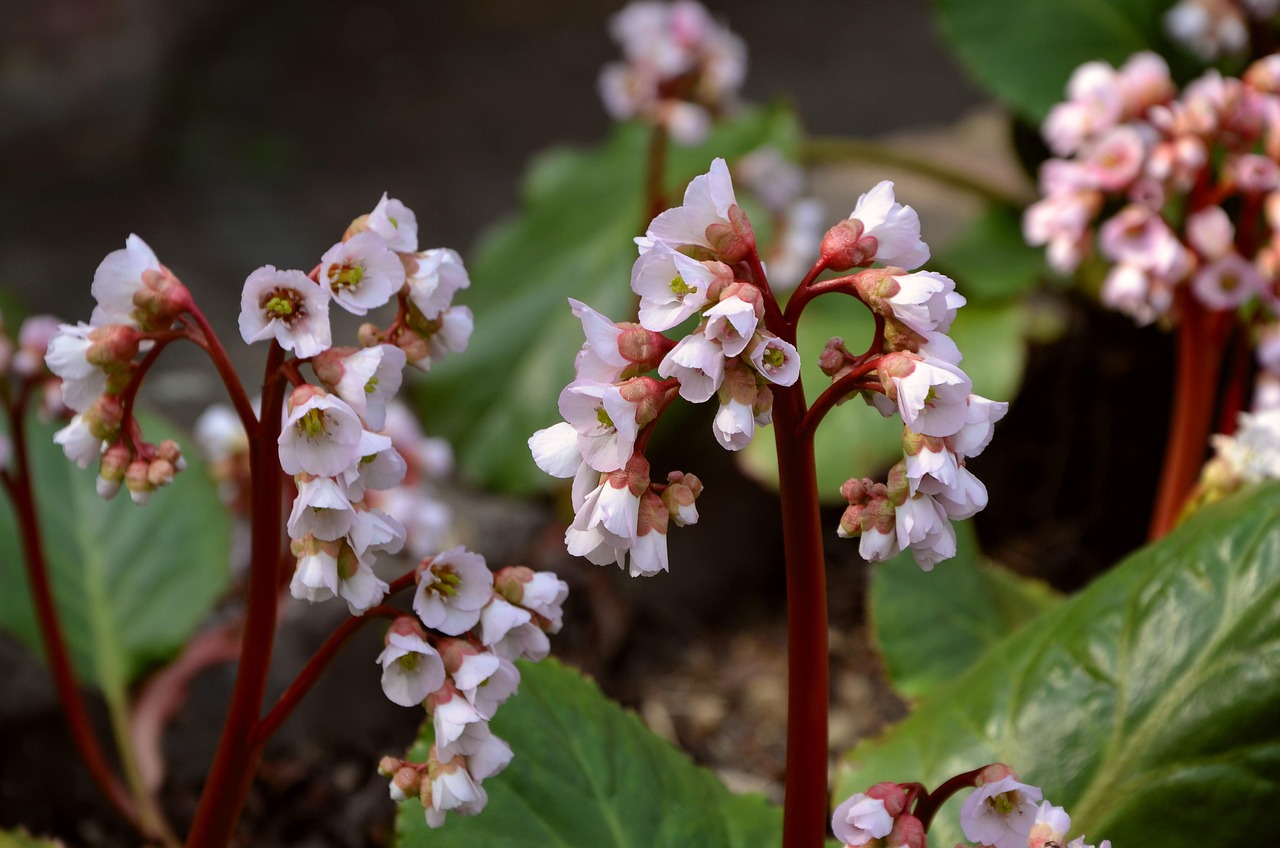 Bergenie Flower Shrub - Free photo on Pixabay - Pixabay