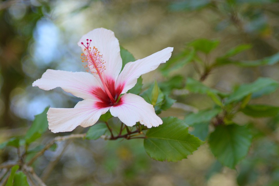 Blomst Smuk Opfyldelse - Gratis foto på Pixabay - Pixabay