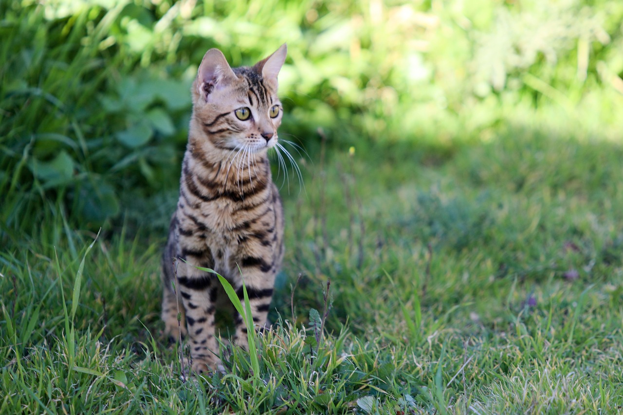 7,000+ Free Bengal Tiger & Tiger Images - Pixabay