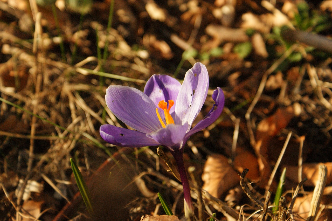 Flor Naturaleza Bloom - Foto gratis en Pixabay - Pixabay