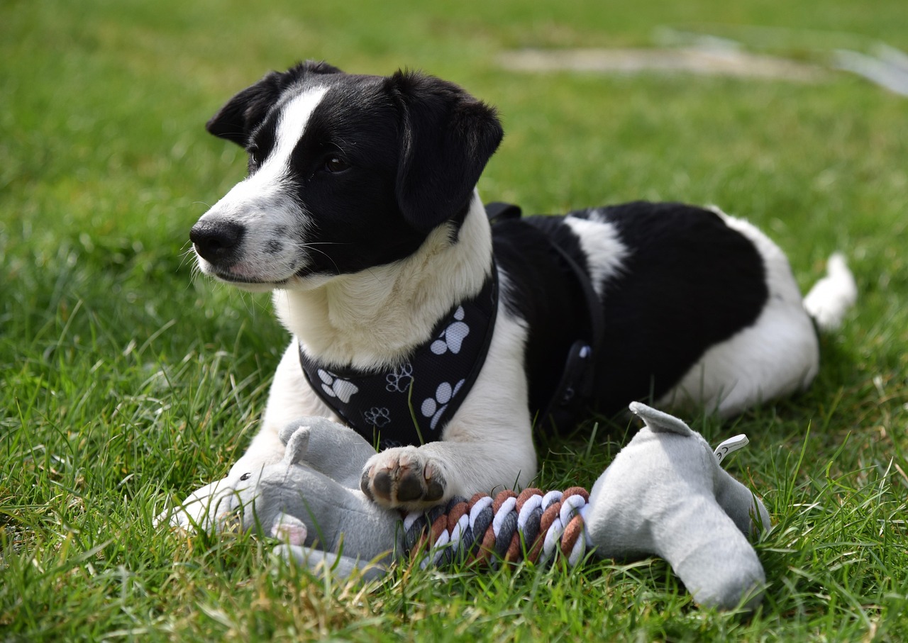 Hund Jung Wiese - Kostenloses Foto auf Pixabay - Pixabay