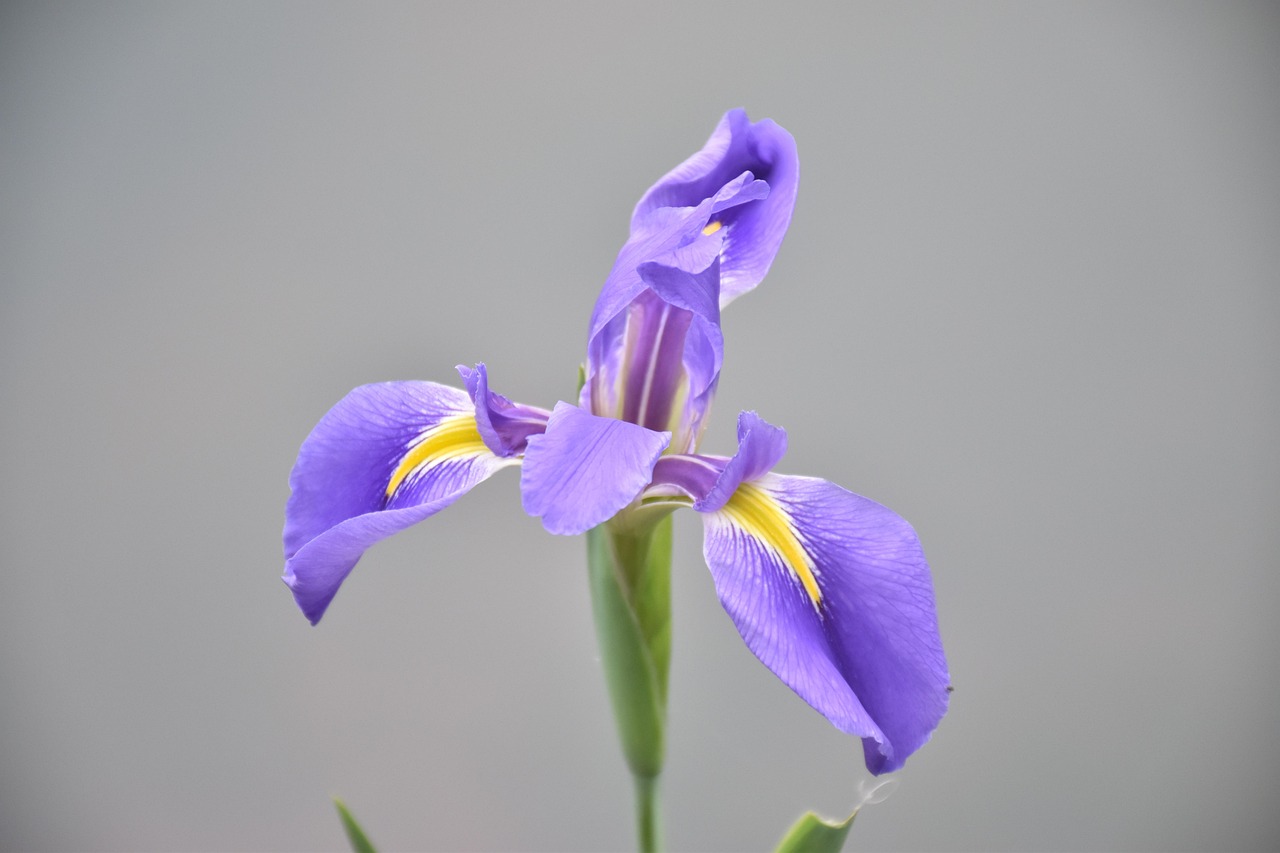 Blomma Natur - Gratis foto på Pixabay - Pixabay