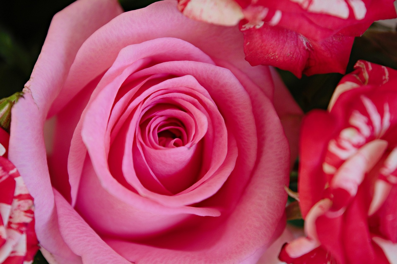 Rose Fleur Bloom - Photo gratuite sur Pixabay - Pixabay