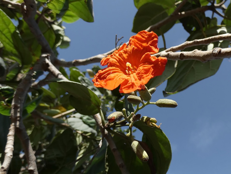 Cordia Sebestiana Árbol - Foto gratis en Pixabay - Pixabay