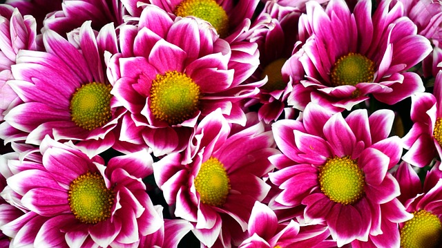 Bunga Mekar Musim Semi - Foto gratis di Pixabay - Pixabay