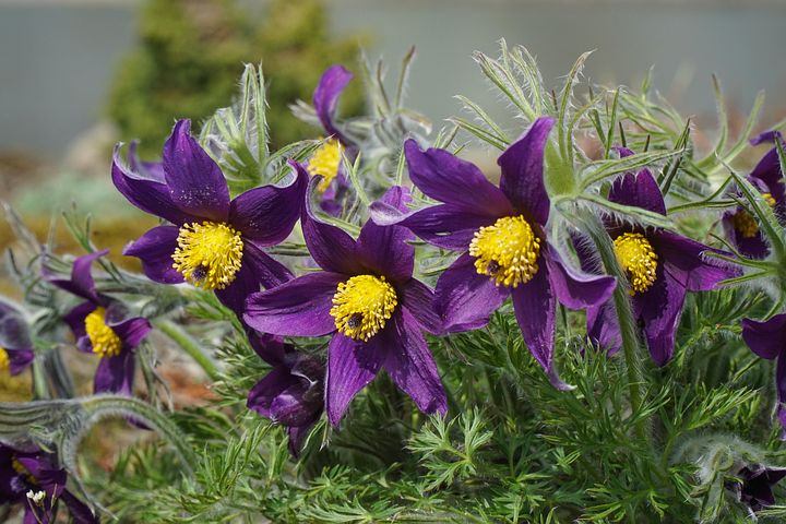 400+ Free Pasque Flower & Flower Photos