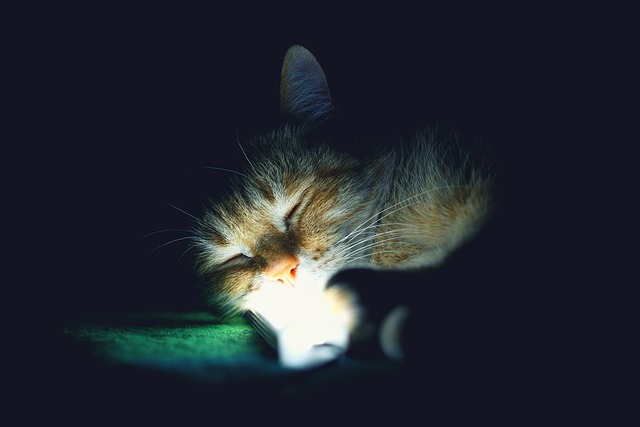 Chat Red Cat Rouge - Photo gratuite sur Pixabay - Pixabay