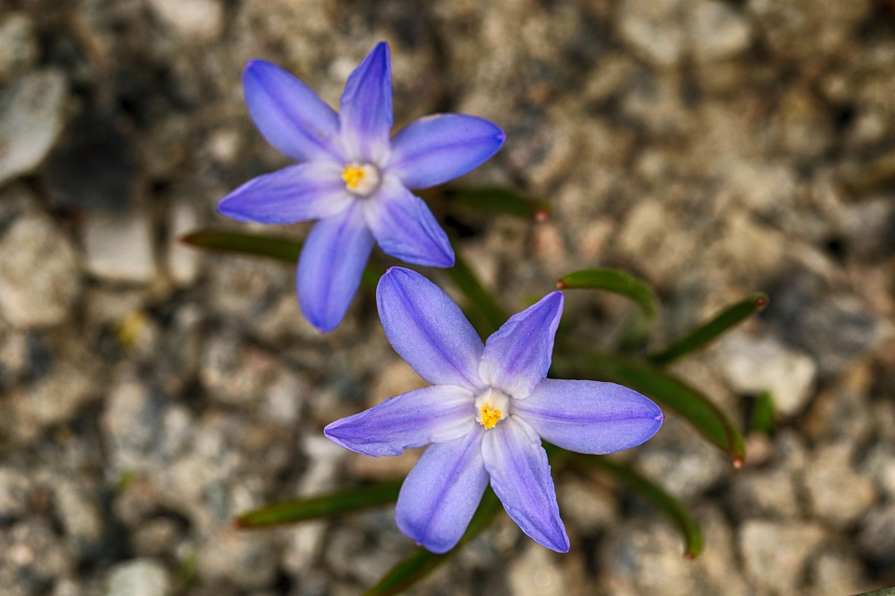 Bunga Biru Musim Semi - Foto gratis di Pixabay - Pixabay