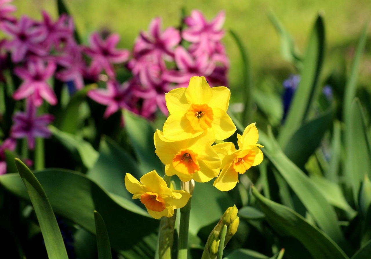 100,000+ Free Spring Daffodils & Daffodil Images - Pixabay
