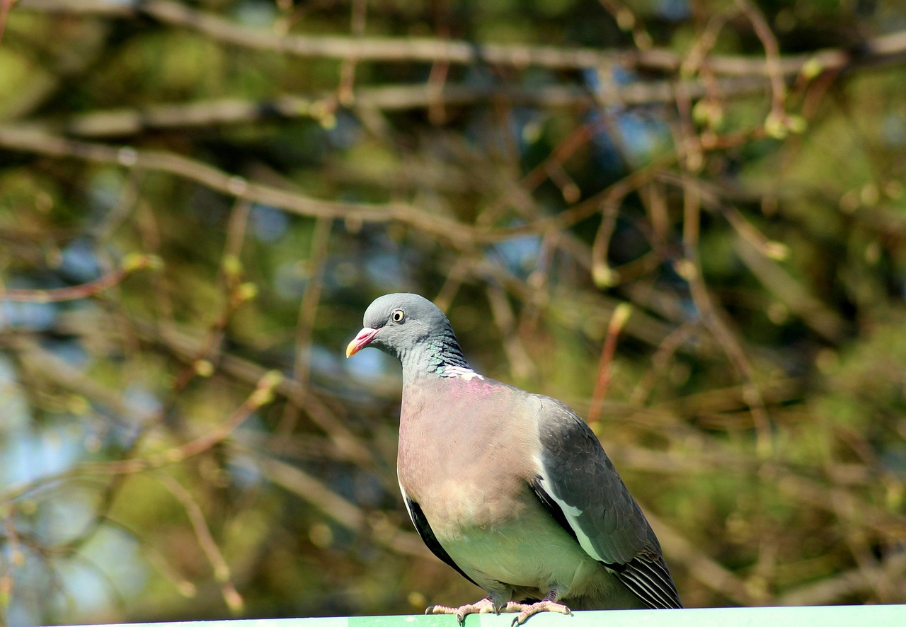Colombe Oiseau Le Bec - Photo gratuite sur Pixabay - Pixabay