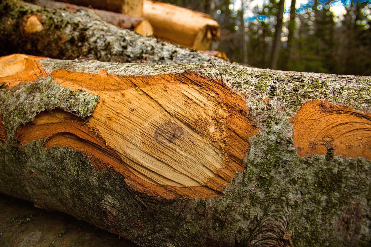 Baum Wald Stamm - Kostenloses Foto auf Pixabay - Pixabay
