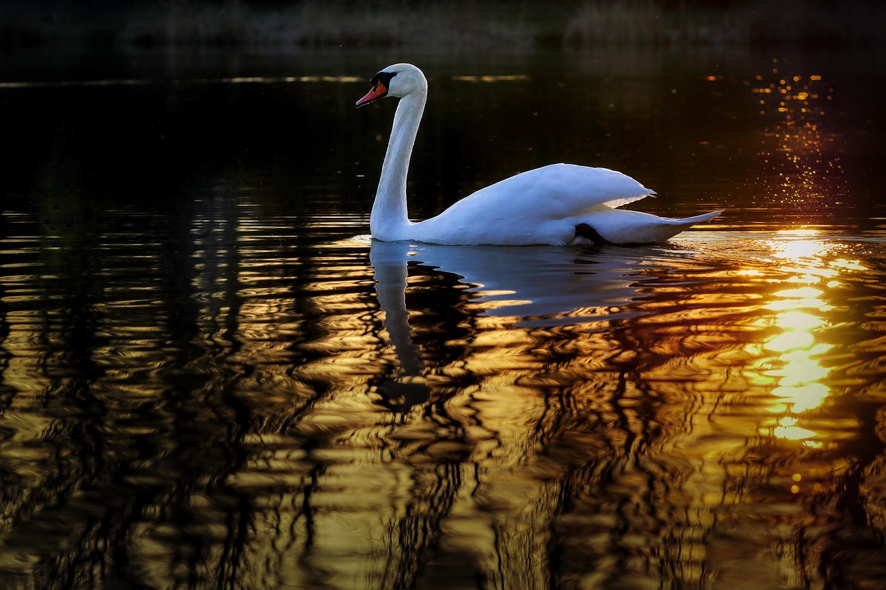 Swan Bird Nature - Free photo on Pixabay