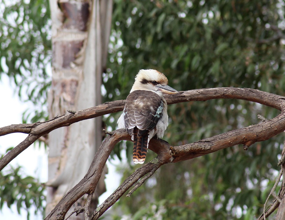 Laughing Kookaburra Kingfisher - Free photo on Pixabay - Pixabay