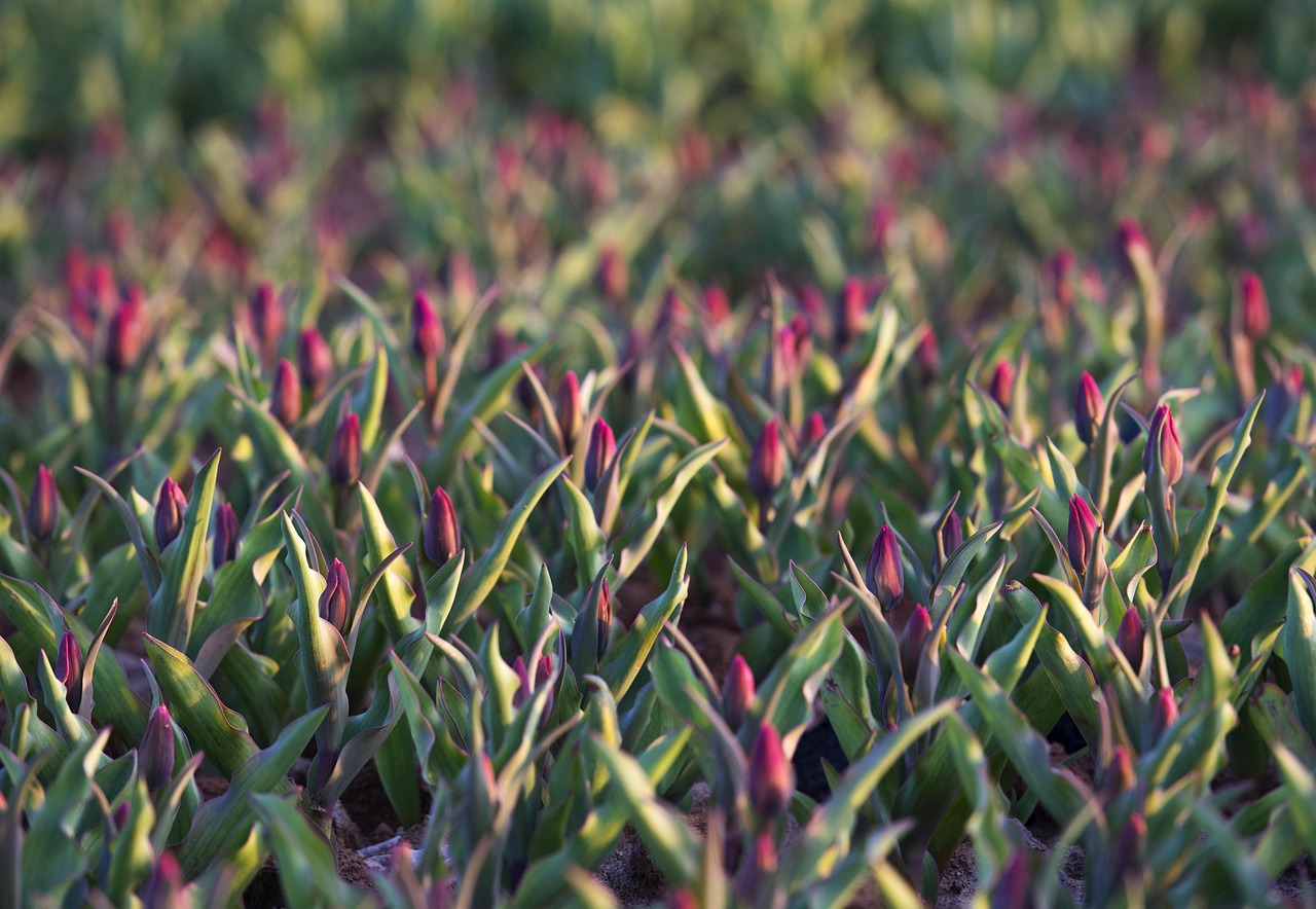 Tulppaani Kukkia Palot Kukka - Ilmainen valokuva Pixabayssa - Pixabay