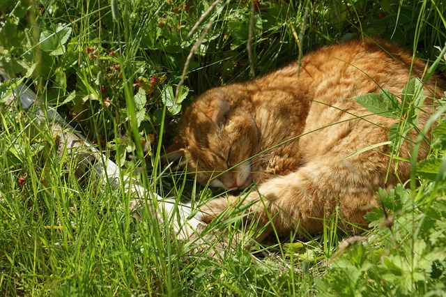 Cat Nature Bush - Free photo on Pixabay - Pixabay