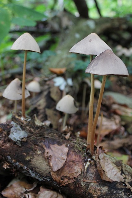 Champignons Forêt La Nature - Photo gratuite sur Pixabay - Pixabay
