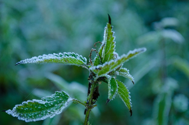 Dew Frost Plant - Free photo on Pixabay