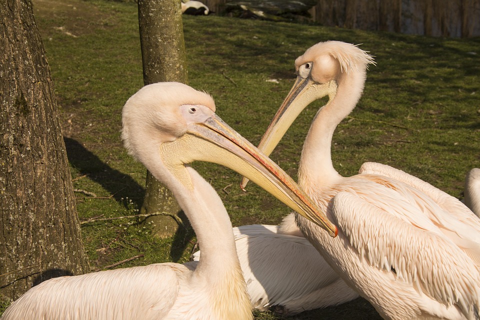 Pelicans Bird World Nature - Free photo on Pixabay