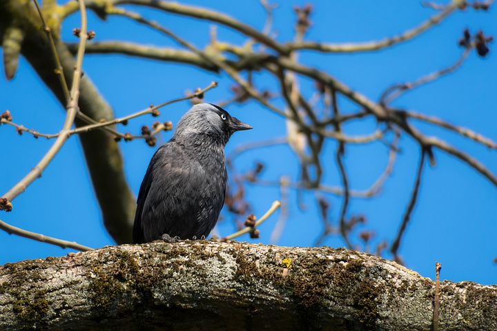 400+ Free Jackdaw & Crow Images - Pixabay