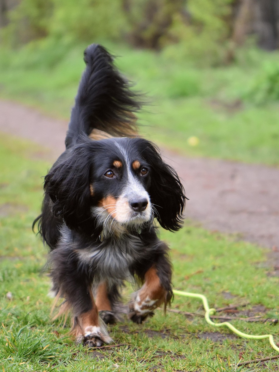 Chien Fermer Animal - Photo gratuite sur Pixabay - Pixabay