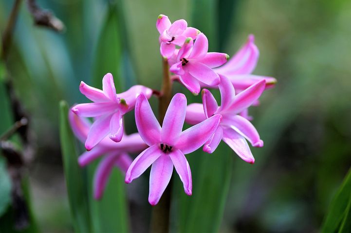 Jacinthes Images - Téléchargez des images gratuites - Pixabay