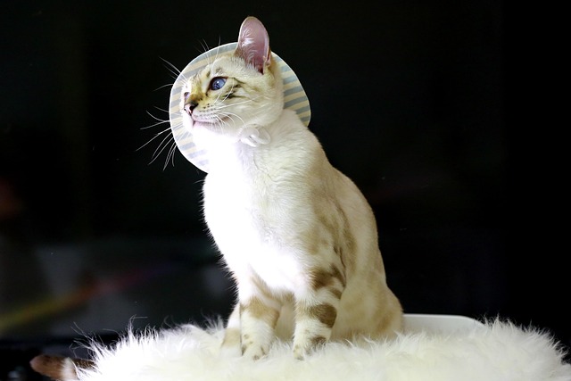 Kedi Bengal Bebek Kediler - Pixabay'de ücretsiz fotoğraf - Pixabay