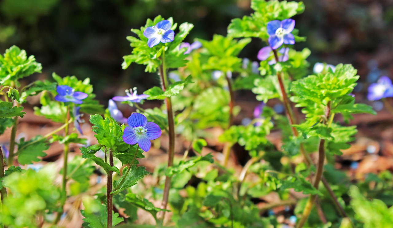 Wild Kruid Gras Puntige Bloem - Gratis foto op Pixabay - Pixabay