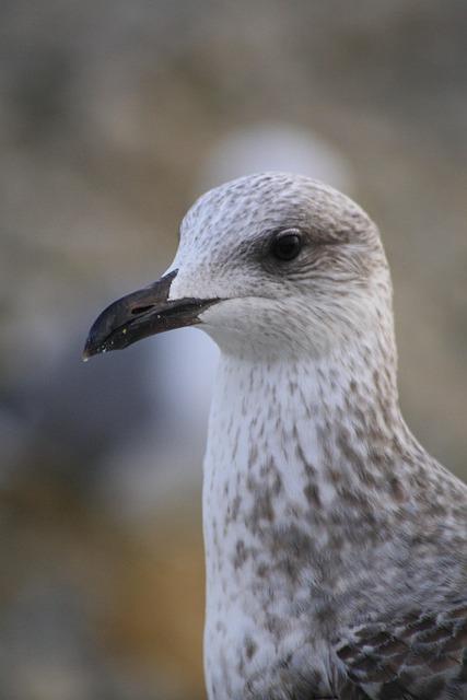 Mouette Atlantique La Nature Des - Photo gratuite sur Pixabay - Pixabay