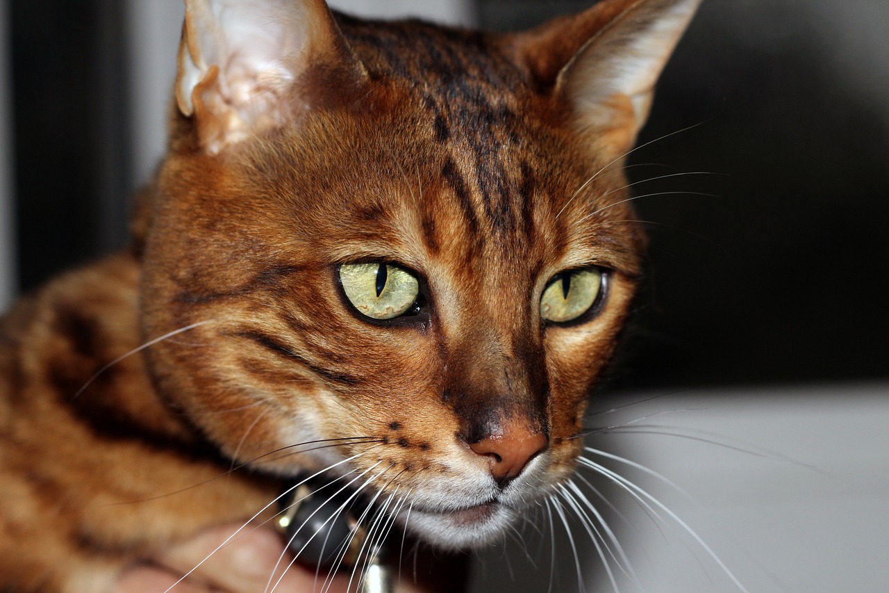 Chats Animaux Domestiques - Photo gratuite sur Pixabay - Pixabay