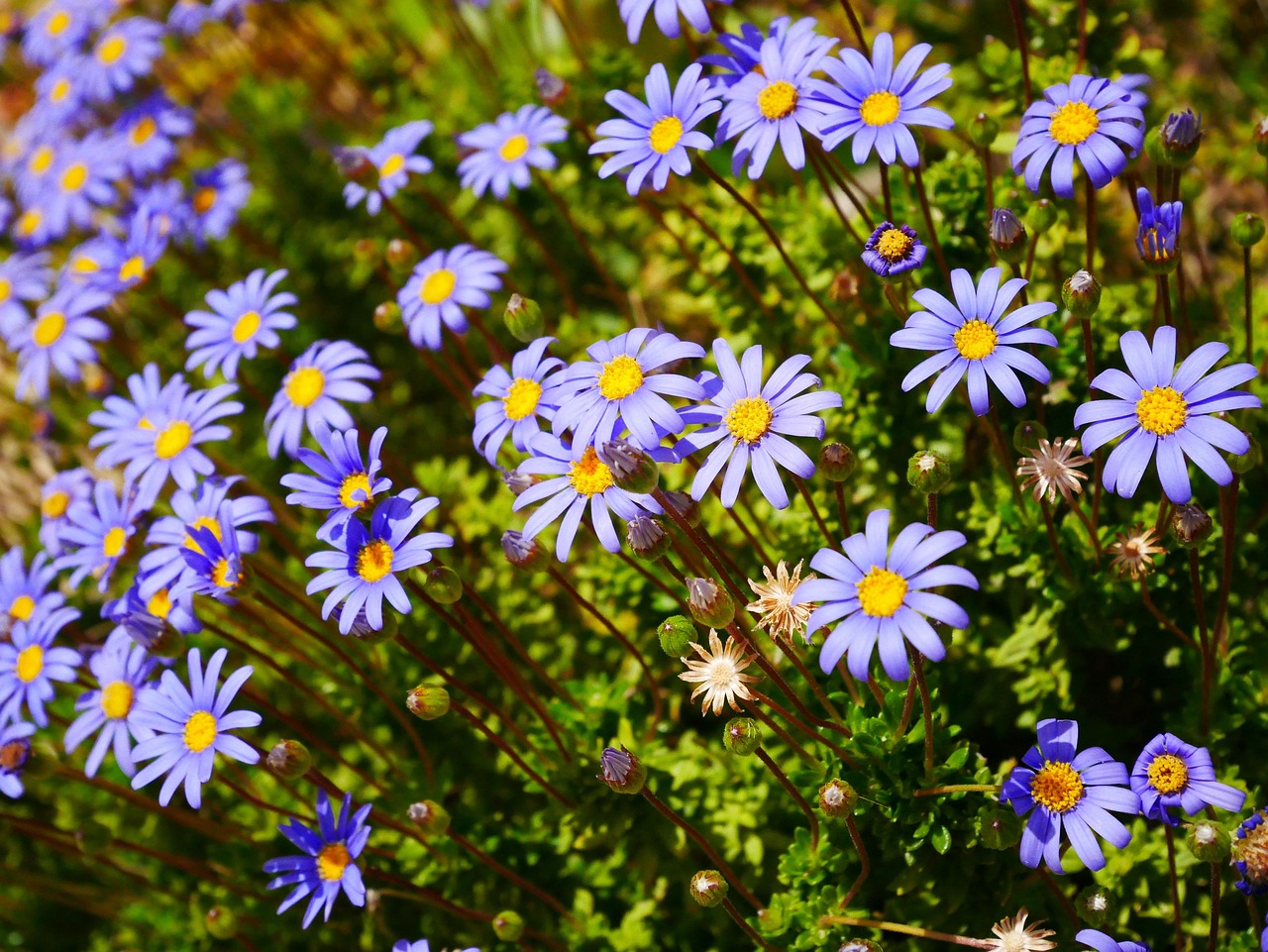 Flor Púrpura Amarillo - Foto gratis en Pixabay - Pixabay