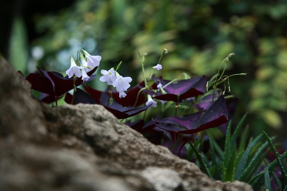 Wildblumen Blumen Pflanzen - Kostenloses Foto auf Pixabay