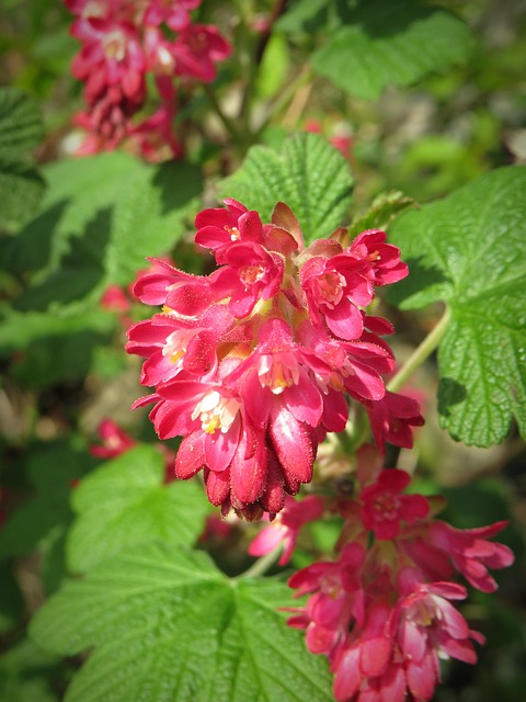 Corpuscule Fleur Floraison - Photo gratuite sur Pixabay - Pixabay