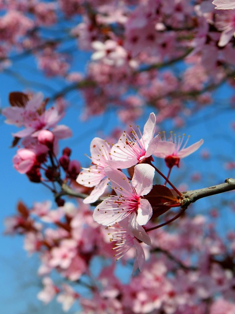 Cereza Ornamental Flor De Cerezo - Foto gratis en Pixabay - Pixabay