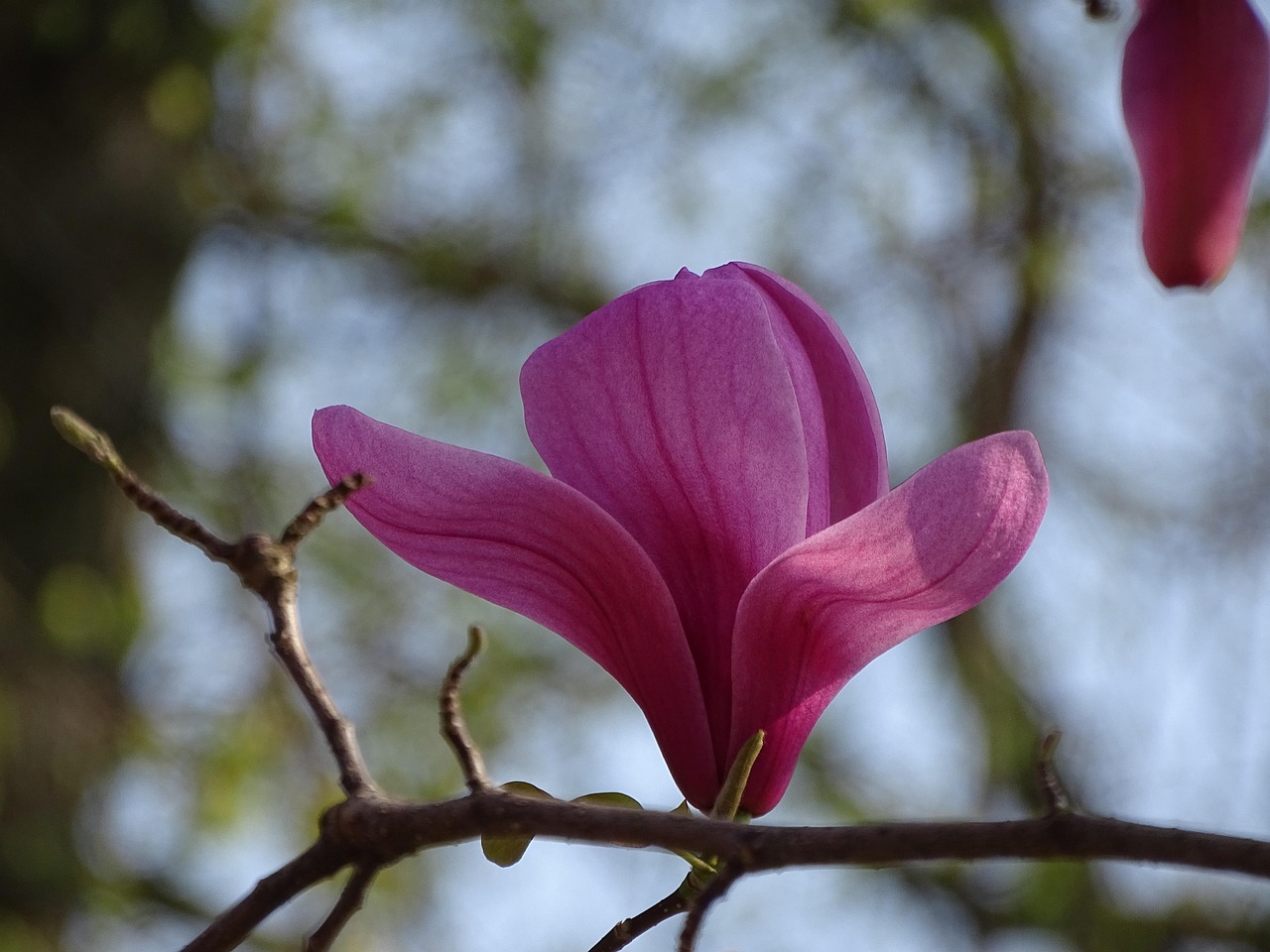 Magnolia Flower Blossom Bloom - Free photo on Pixabay - Pixabay