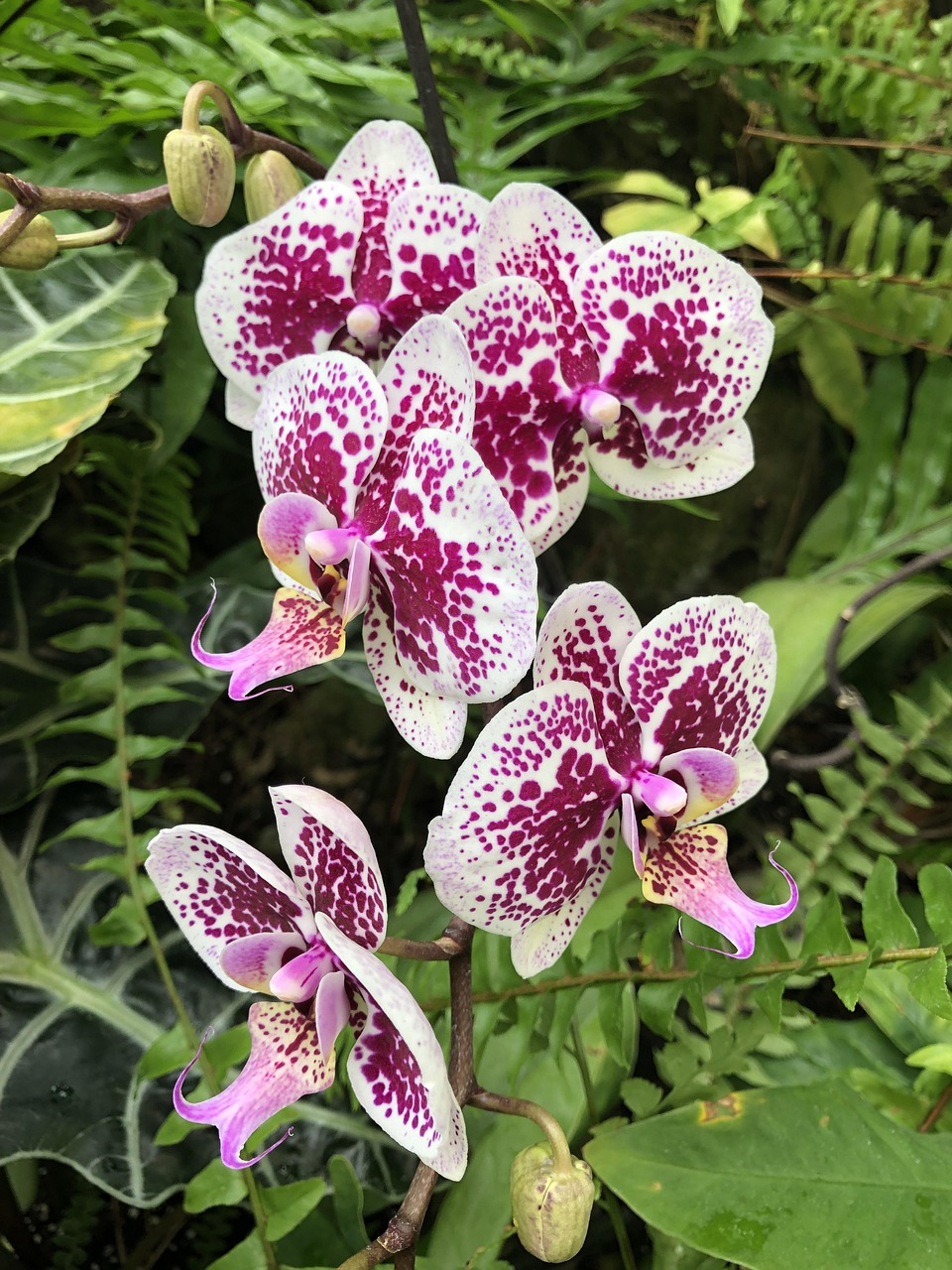 Orchidées Flore Faune - Photo gratuite sur Pixabay - Pixabay