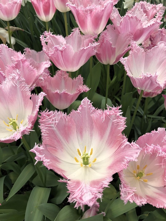Flowers Garden Blossom Free Photo On Pixabay Pixabay
