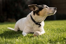 Husky Jack Russell Terrier Dogs - Free photo on Pixabay